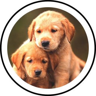 puppy | Search Snapchat Creators, Filters and Lenses