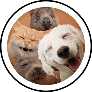 lama | Search Snapchat Filters and Lenses