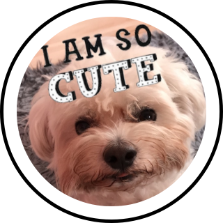 dogs | Search Snapchat Creators, Filters and Lenses