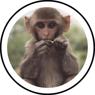 monkey | Search Snapchat Creators, Filters and Lenses