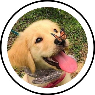 dogs | Search Snapchat Creators, Filters and Lenses