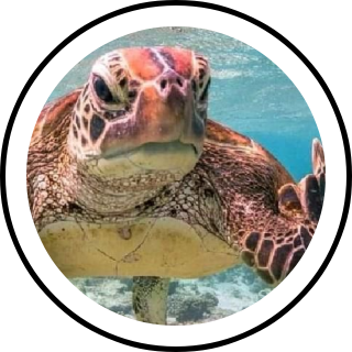 turtle | Search Snapchat Creators, Filters and Lenses