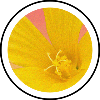 flower | Search Snapchat Creators, Filters and Lenses