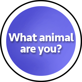 animal_on_snap | Search Snapchat Filters and Lenses