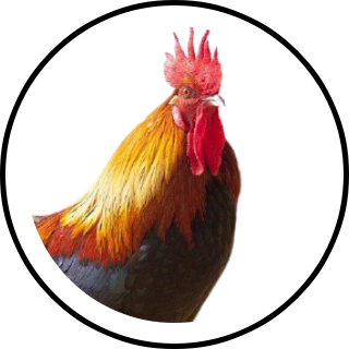 kana | Search Snapchat Filters and Lenses