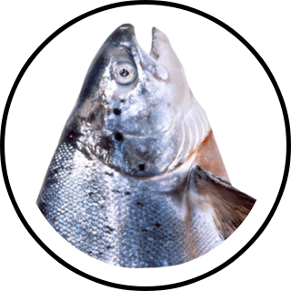 andrea | Search Snapchat Creators, Filters and Lenses