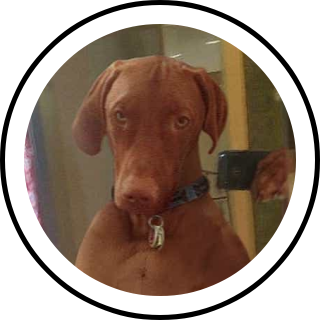 dog | Search Snapchat Creators, Filters and Lenses