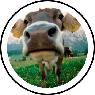 joel | Search Snapchat Creators, Filters and Lenses