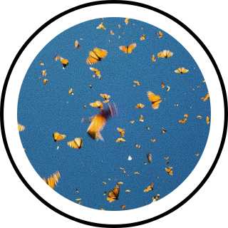 Golden Butterflies | Search Snapchat Creators, Filters and Lenses