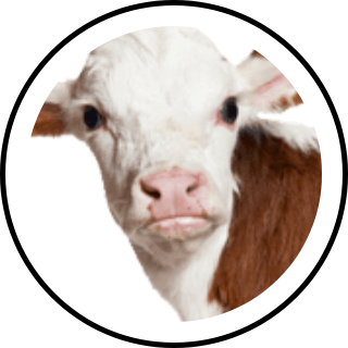 cow | Search Snapchat Filters and Lenses