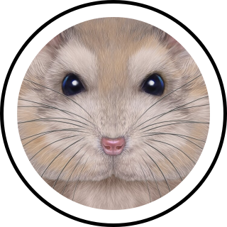 hamster | Search Snapchat Filters and Lenses