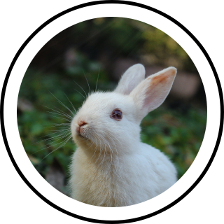 bunny | Search Snapchat Filters and Lenses