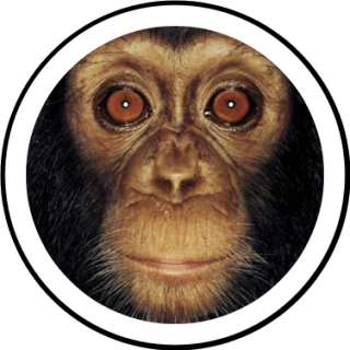 monkey | Search Snapchat Creators, Filters and Lenses