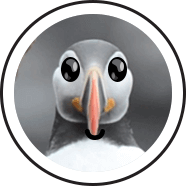 bird | Search Snapchat Creators, Filters and Lenses