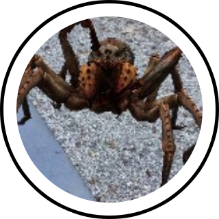 spider | Search Snapchat Filters and Lenses