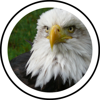 eagle | Search Snapchat Filters and Lenses