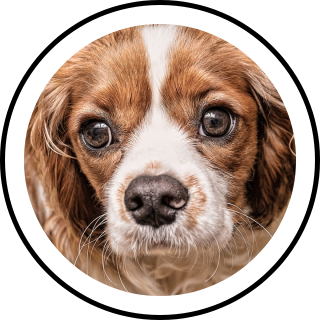 puppy | Search Snapchat Filters and Lenses