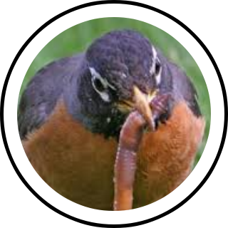 bird | Search Snapchat Creators, Filters and Lenses