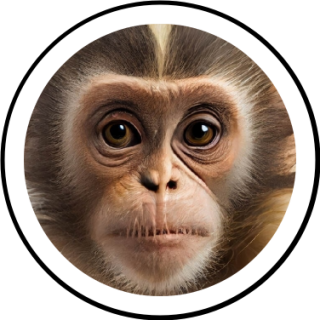 monkey | Search Snapchat Creators, Filters and Lenses