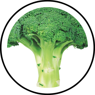 jasmine | Search Snapchat Filters and Lenses