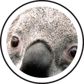 momo | Search Snapchat Filters and Lenses