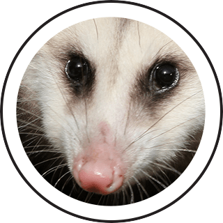 opossum | Search Snapchat Filters and Lenses