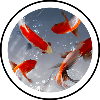 ray | Search Snapchat Filters and Lenses