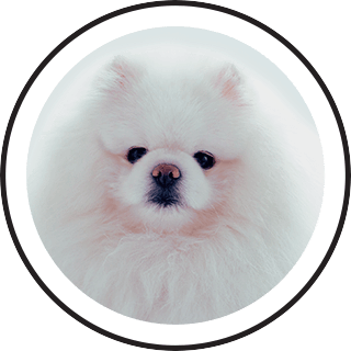 dog | Search Snapchat Creators, Filters and Lenses