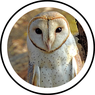 burung | Search Snapchat Filters and Lenses