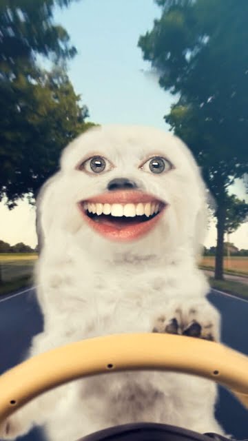 animal_on_snap | Search Snapchat Filters and Lenses