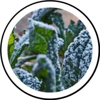 Shivan Hellcat (@shivan-hellcat) | Snapchat Stories, Spotlight & Lenses